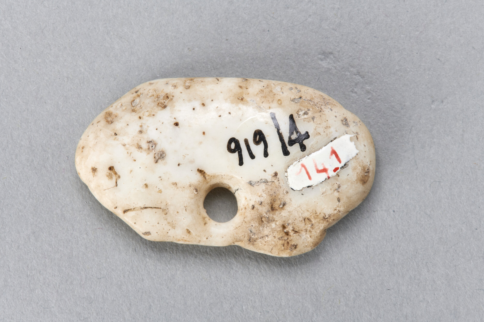 Piastrina da valva dalla Grotta Pollera (SV) | Musei di Genova